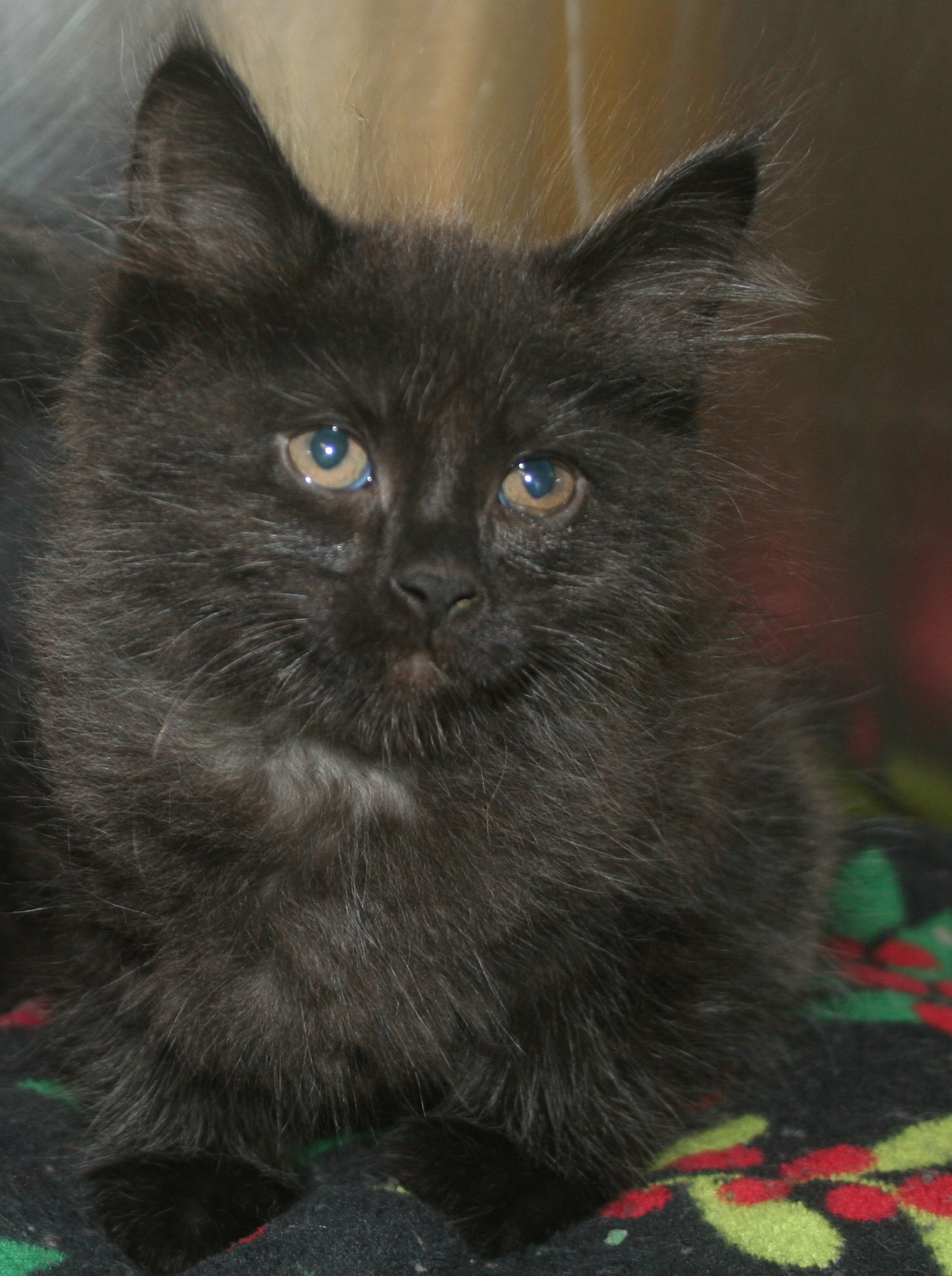 maria – Alger County Animal Shelter